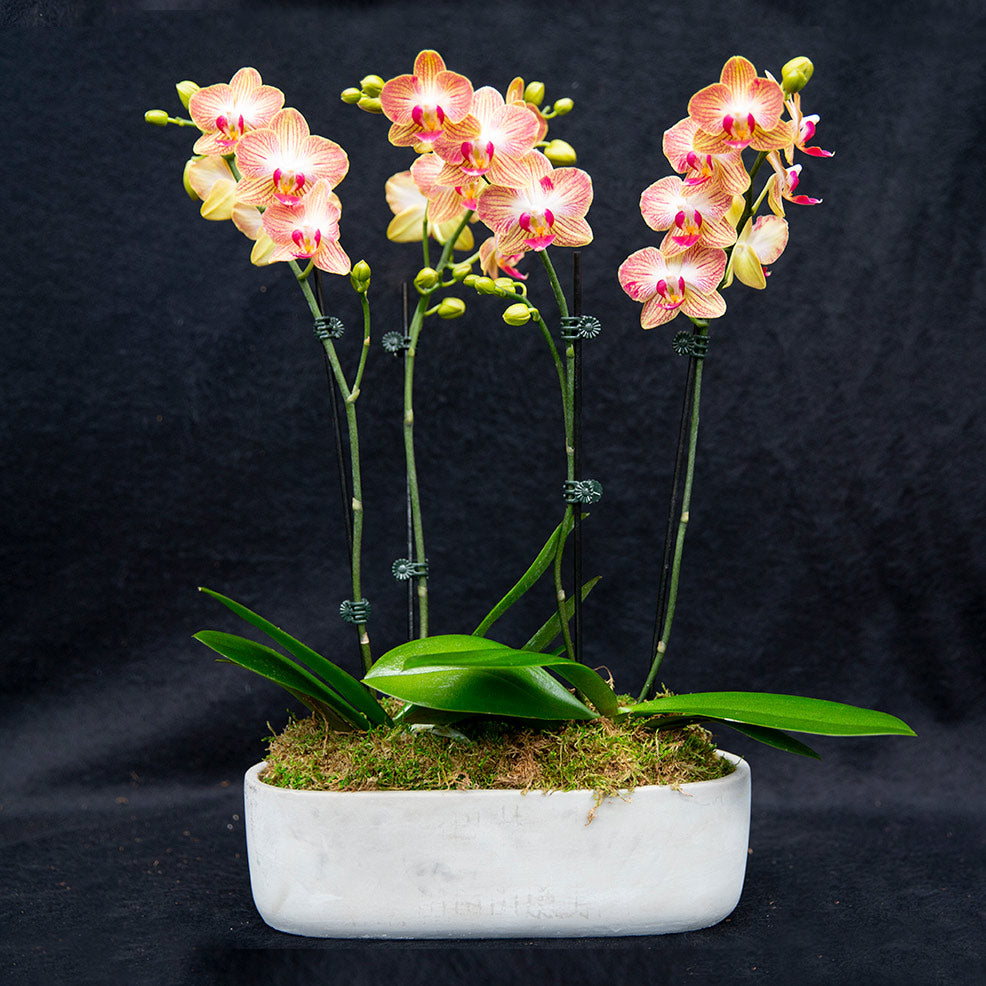 Orchid Arrangement Medium